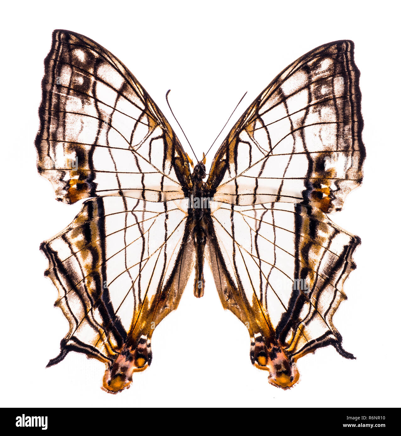 Common map butterfly hi-res stock photography and images - Alamy