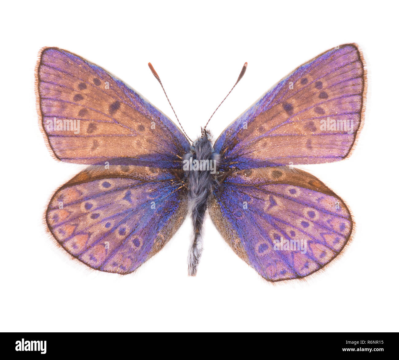 Common blue butterfly isolated on white Stock Photo - Alamy
