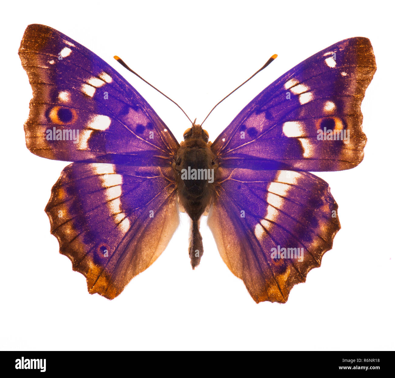 Purple emperor butterfly isolated Stock Photo - Alamy
