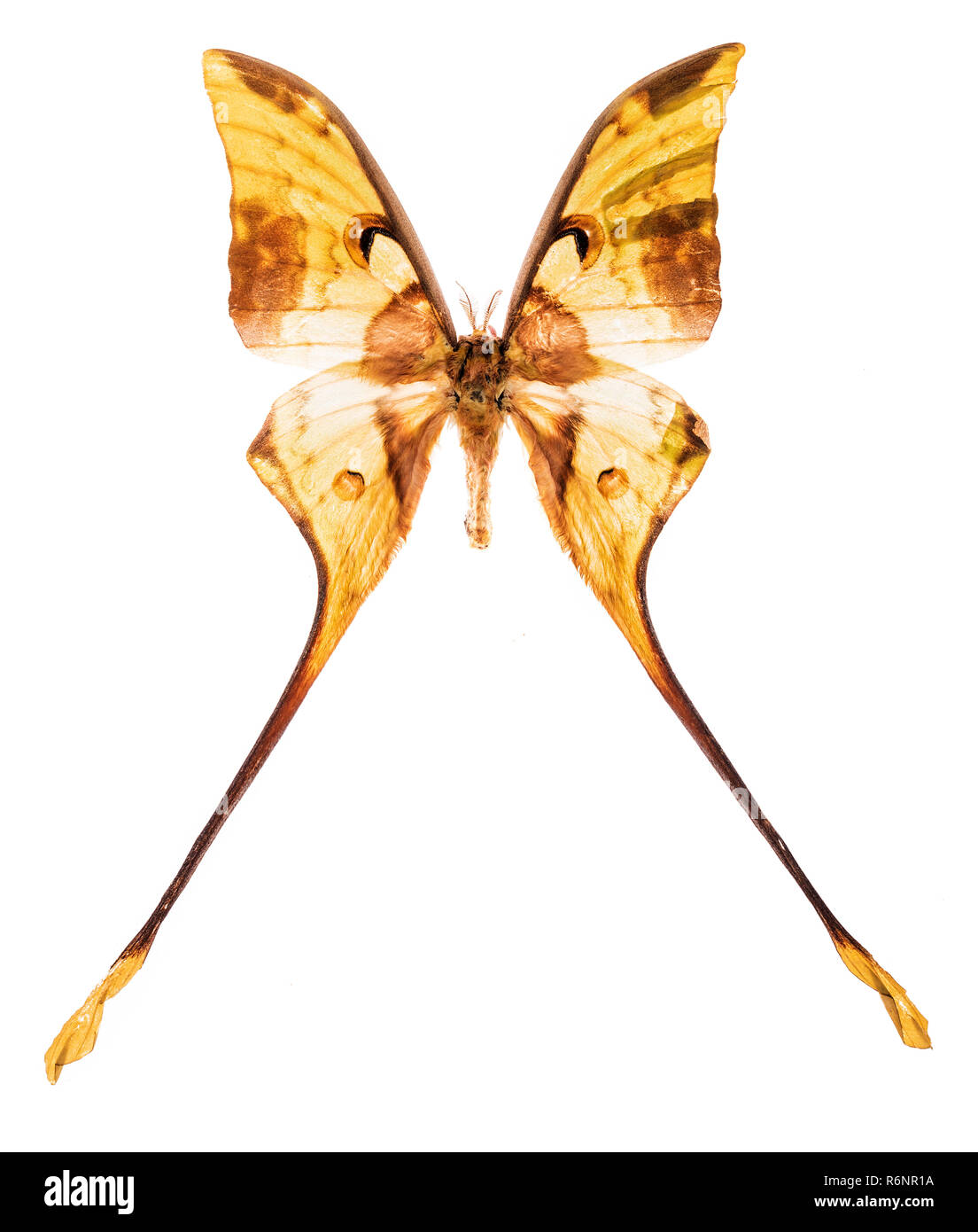 Dorsal view of moth Cut Out Stock Images & Pictures - Alamy