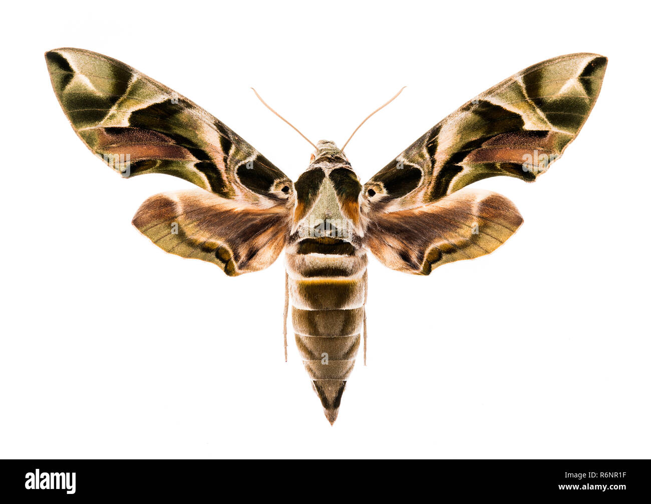 Oleander hawk-moth isolated on white Stock Photo - Alamy