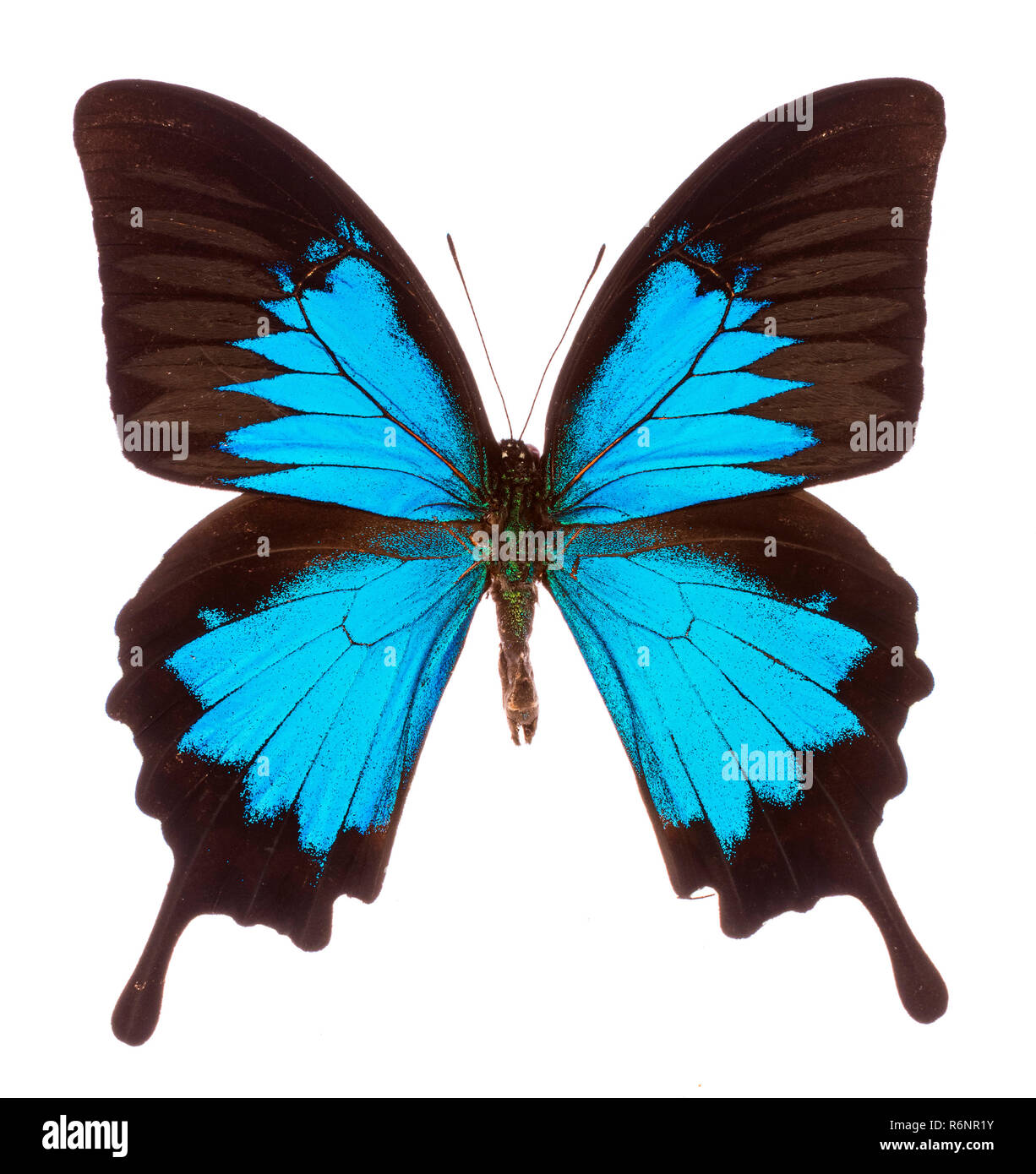 Papilio ulysses tropical butterfly isolated Stock Photo - Alamy