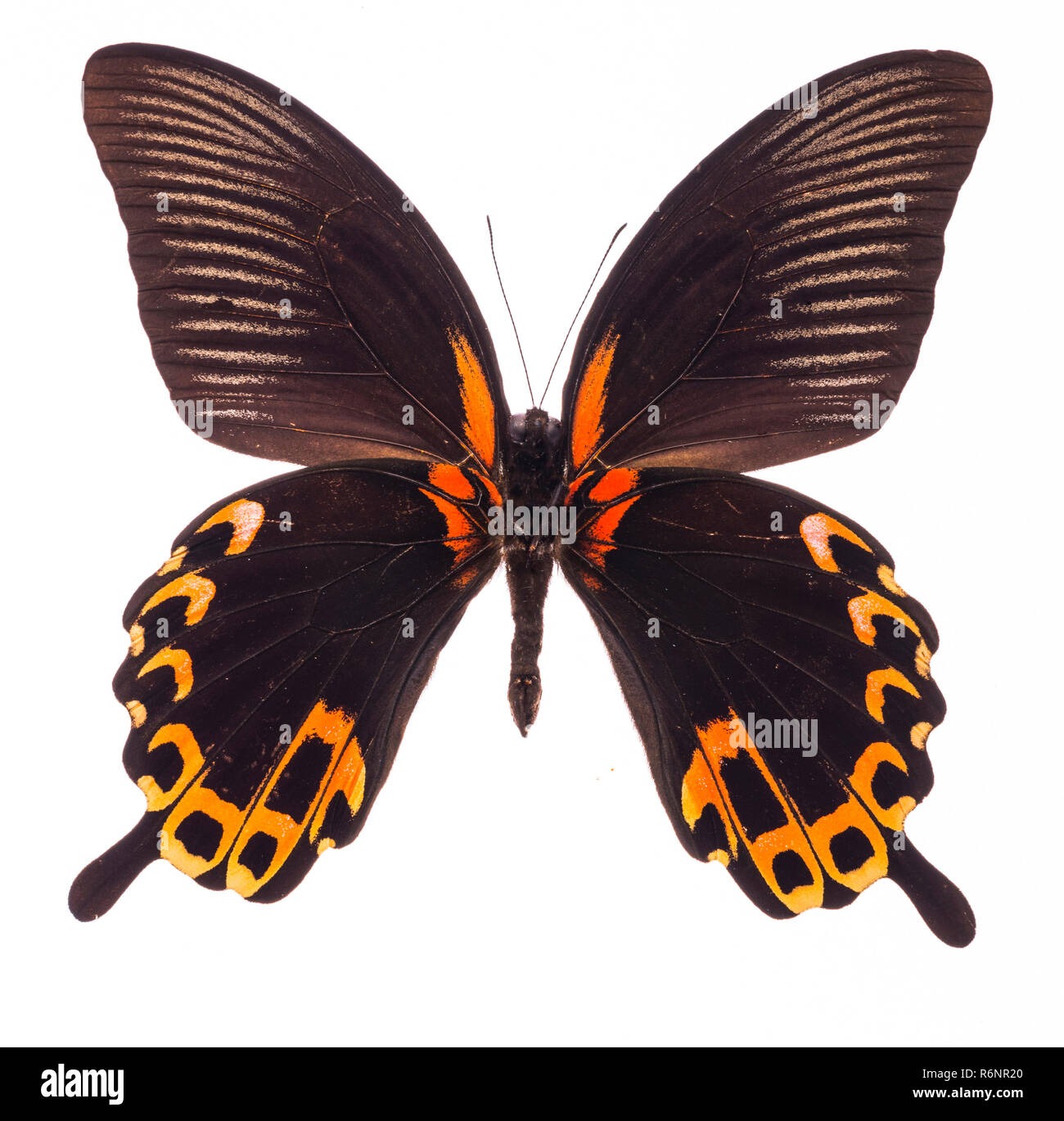 Macro exotic butterfly on Cut Out Stock Images & Pictures - Alamy