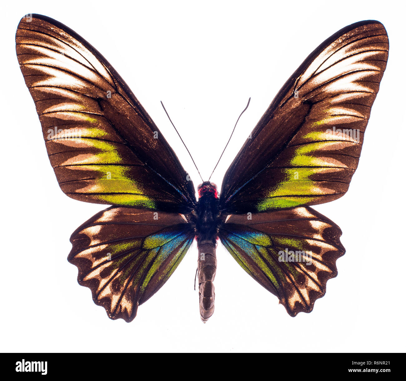 Rajah brooke's birdwing butterfly Cut Out Stock Images & Pictures - Alamy