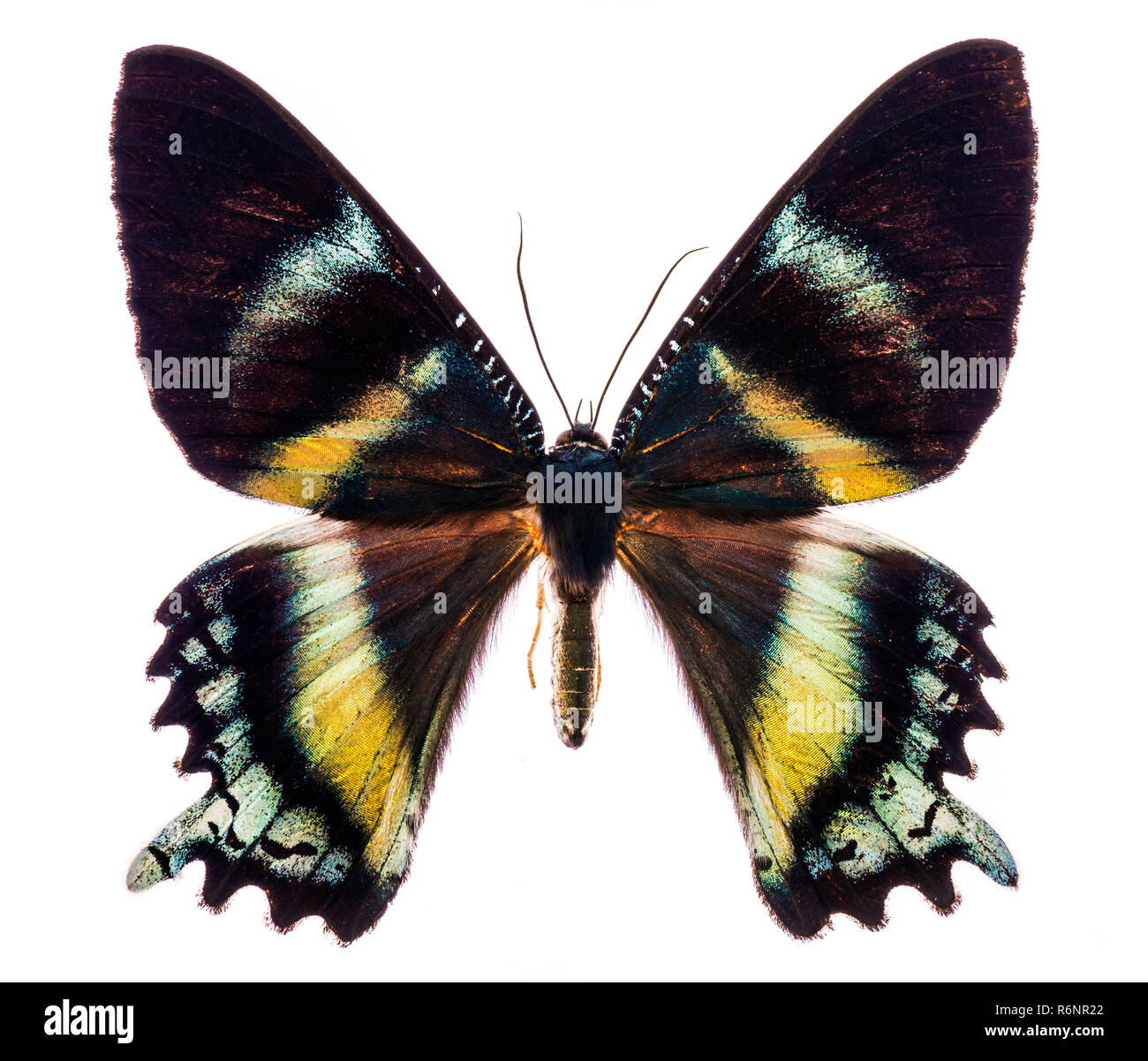 Alcides orontes tropical butterfly isolated Stock Photo - Alamy