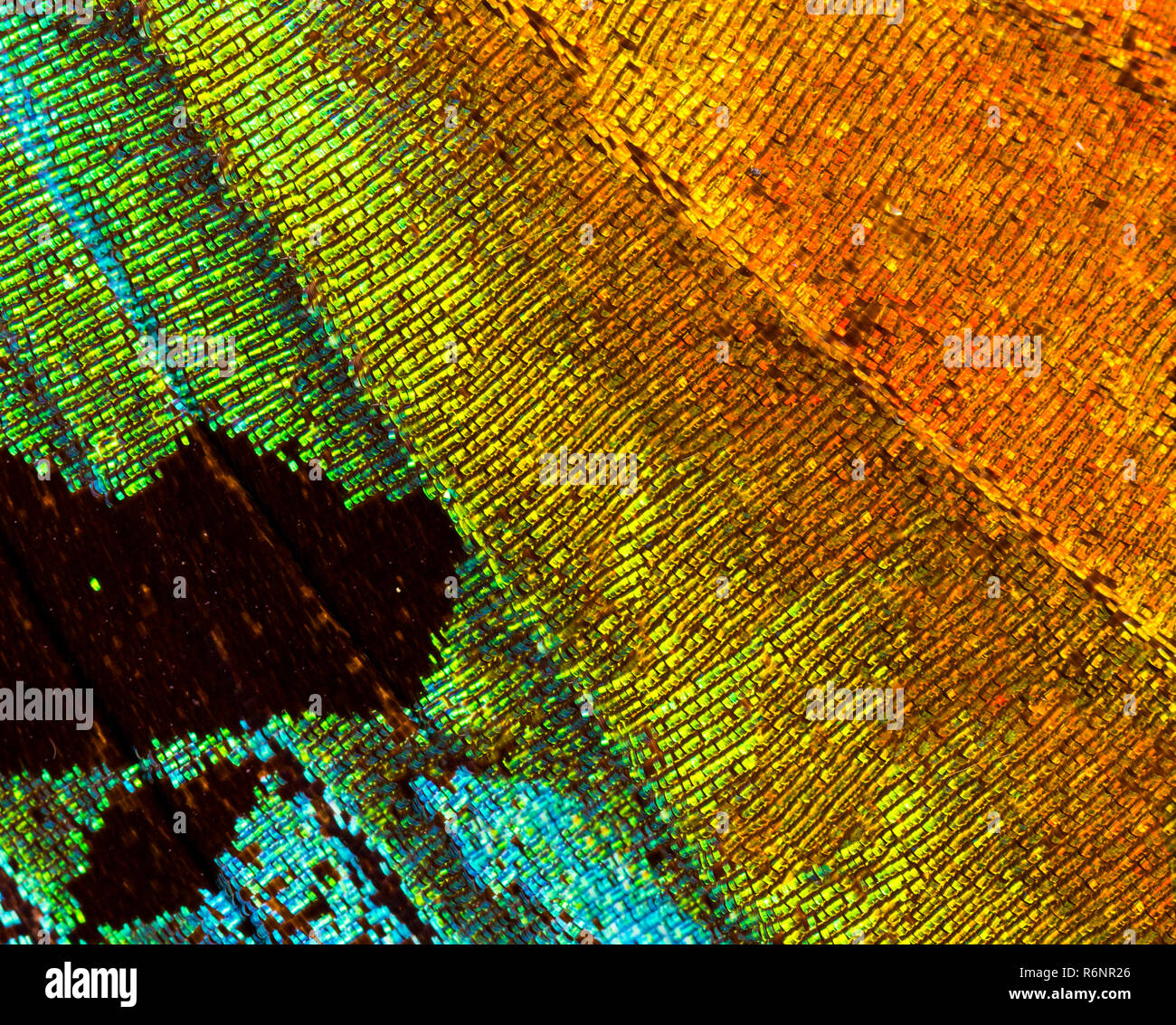 Moth chrysiridia rhipheus hi-res stock photography and images - Alamy