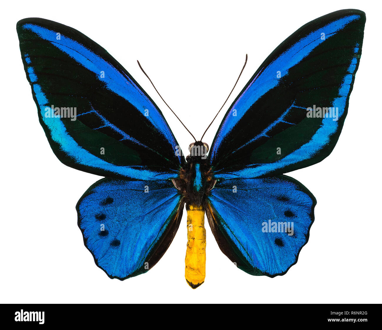 Urvillianus hi-res stock photography and images - Alamy