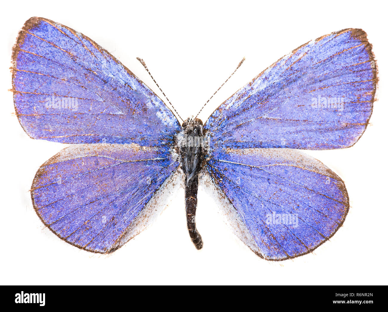 Common blue butterfly isolated on white Stock Photo - Alamy