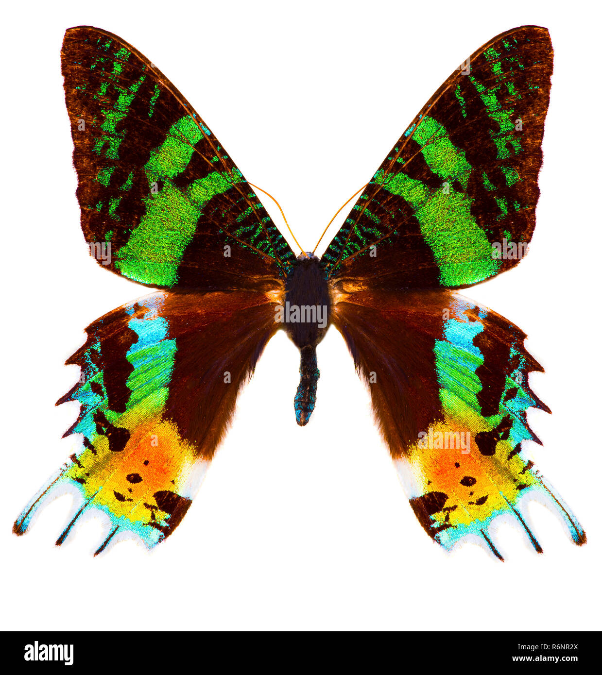 Madagascan sunset moth (Chrysiridia rhipheus) butterfly isolated Stock ...