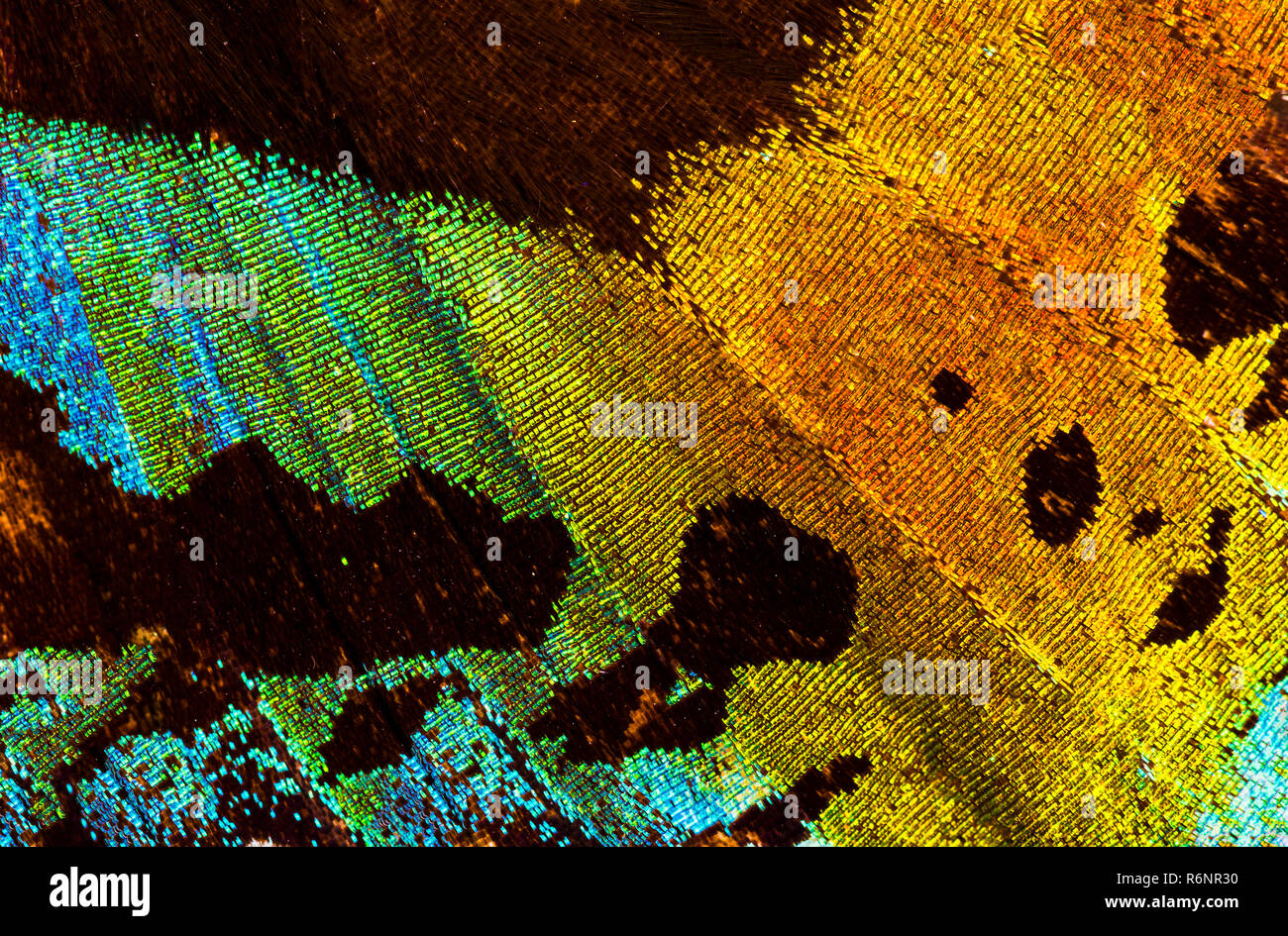 Madagascan sunset moth (Chrysiridia rhipheus) detail of a wing Stock ...