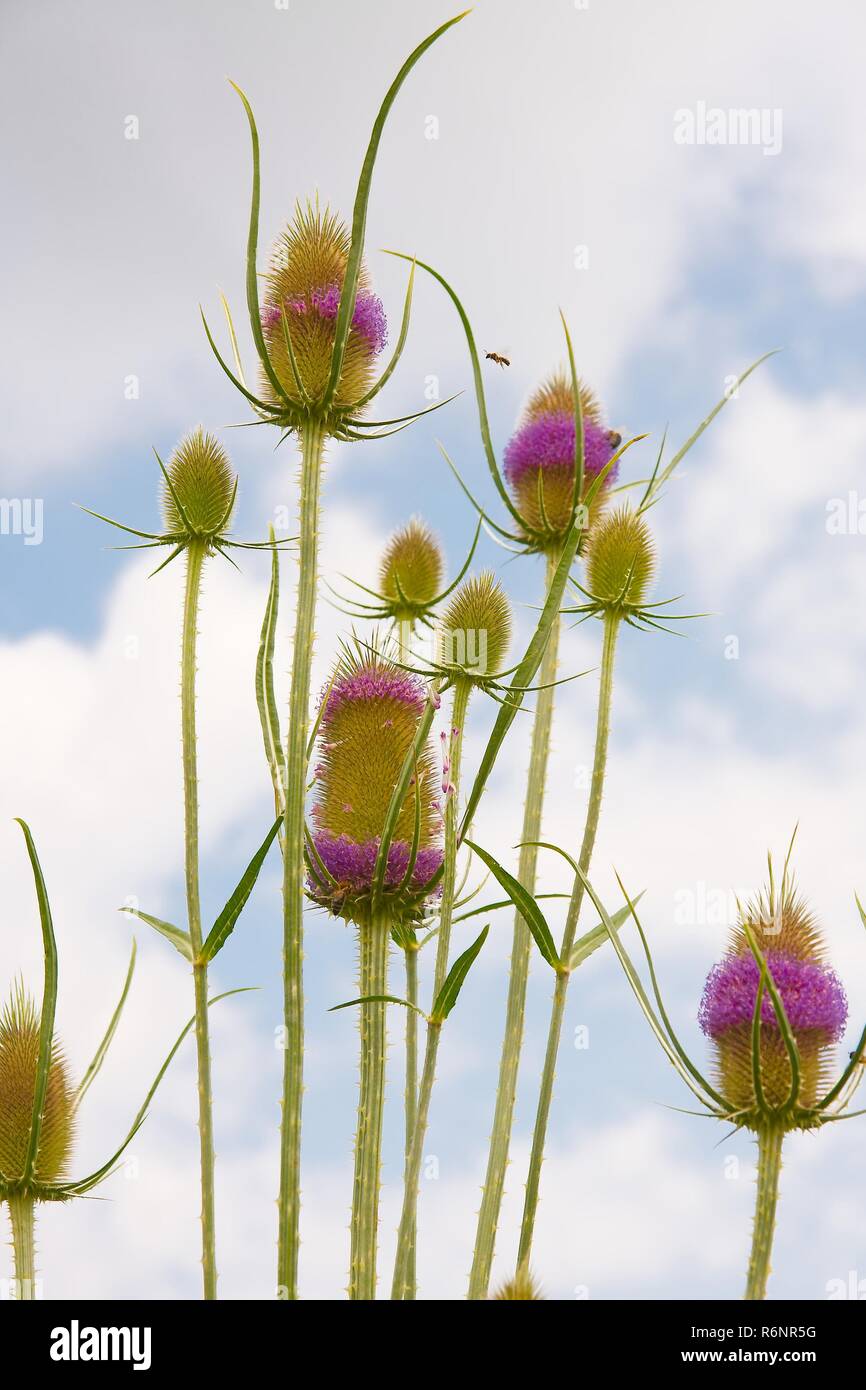 Dried teazel plant hi-res stock photography and images - Alamy