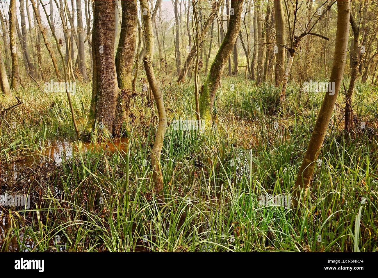 Walking Boggy Ground Stock Photos & Walking Boggy Ground Stock Images ...