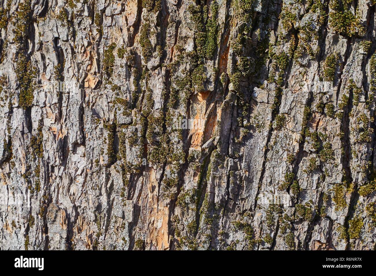 Tree Trunk Closeup Stock Photo - Alamy
