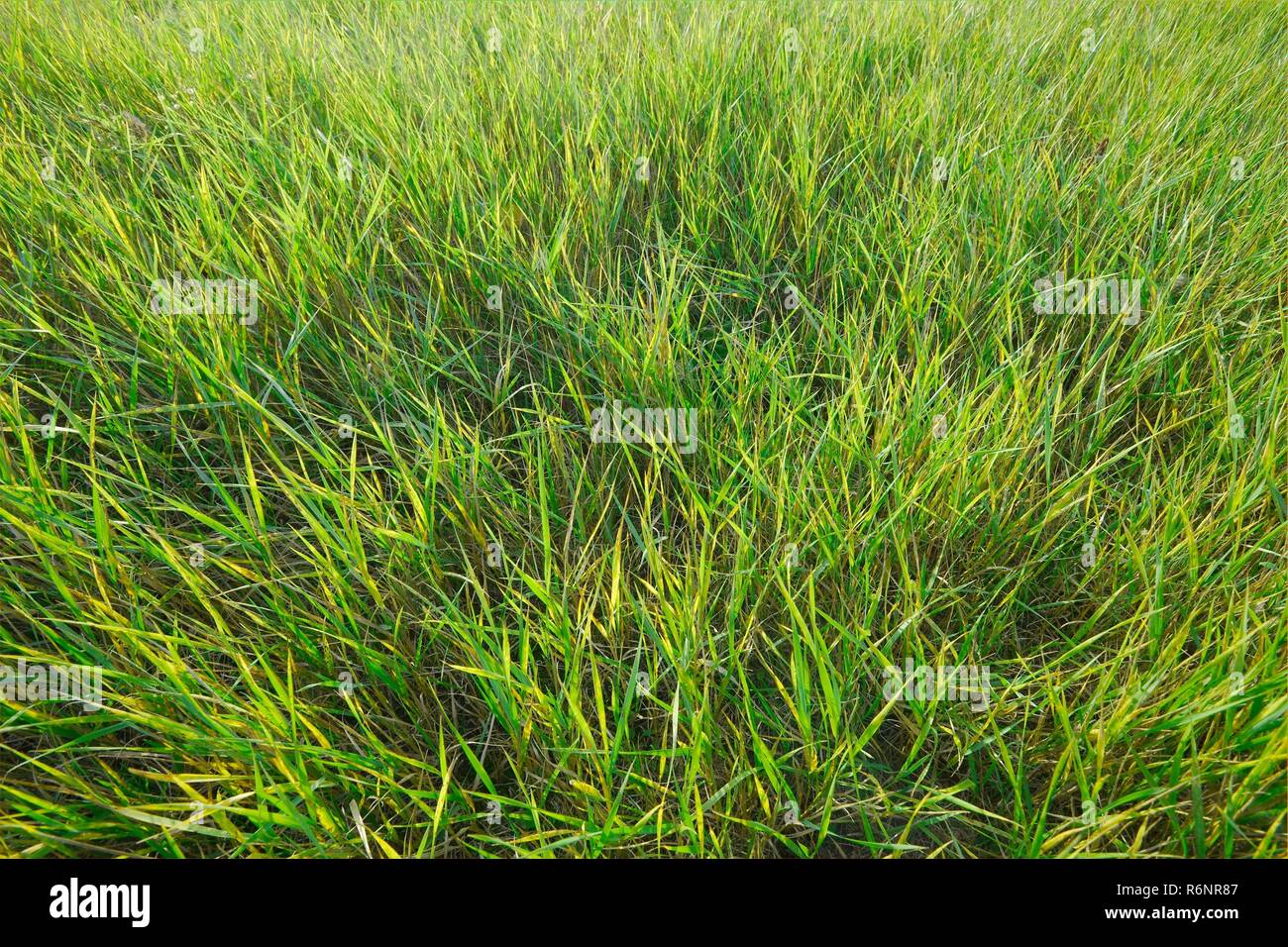 Green Grass Field Stock Photo - Alamy