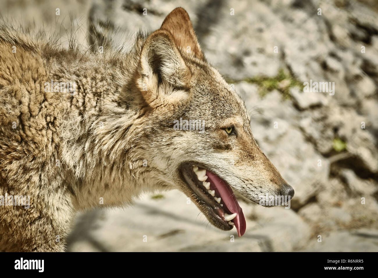 Portrait of Wolf Stock Photo - Alamy