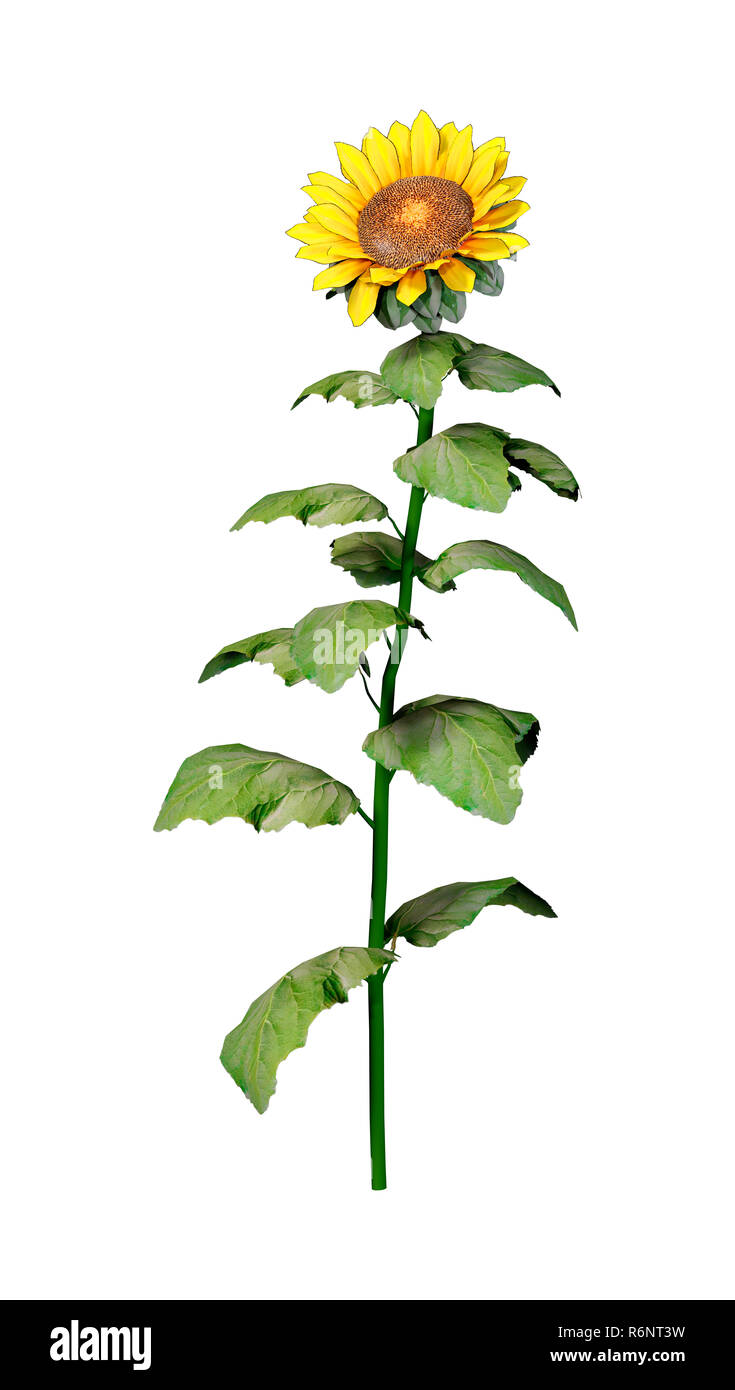 3D Rendering Sunflower Plant on White Stock Photo - Alamy