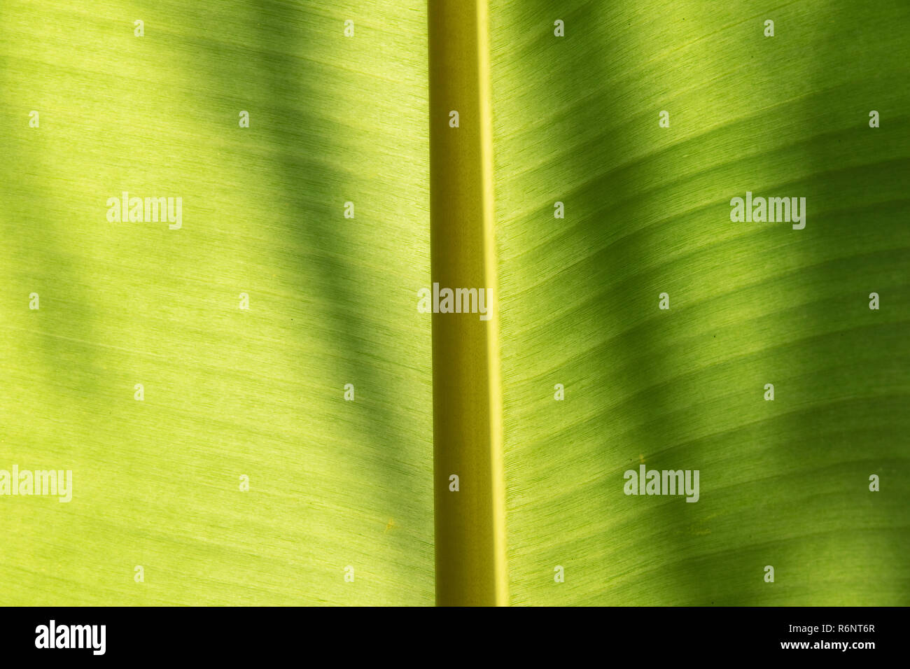 Banana tree texture hi-res stock photography and images - Alamy