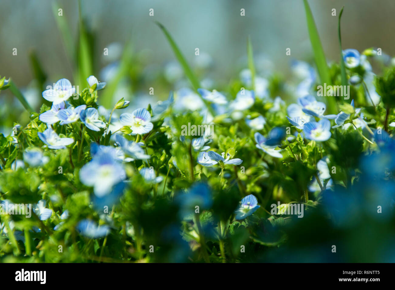 Birds eye speedwell blue flower hi-res stock photography and images - Alamy