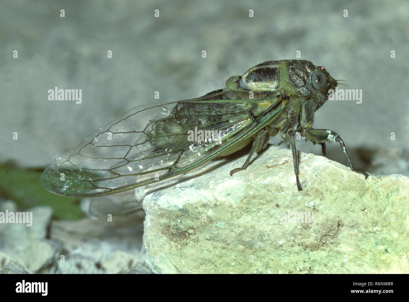 Cicadida hi-res stock photography and images - Alamy
