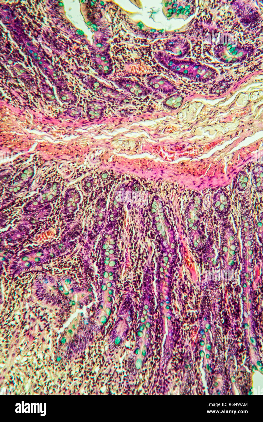 small intestine under the microscope Stock Photo - Alamy