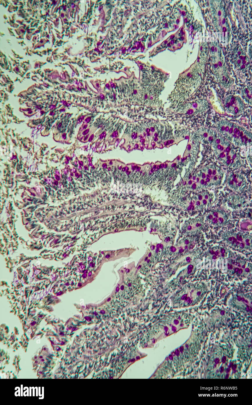 small intestine under the microscope Stock Photo - Alamy