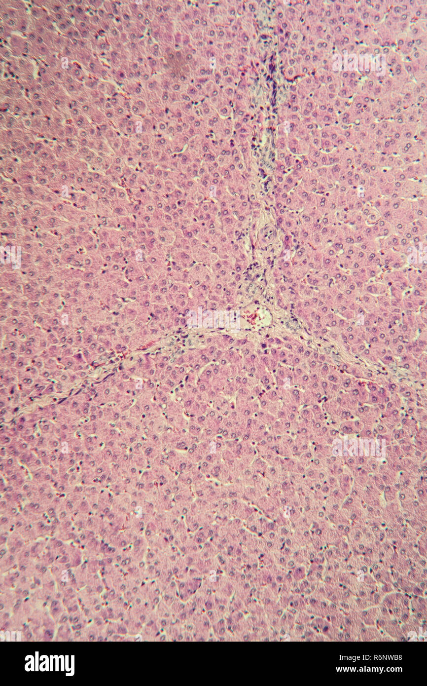 Liver cells microscope hi-res stock photography and images - Alamy