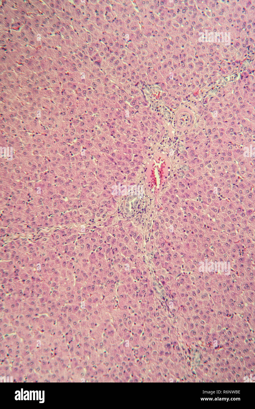 Liver cells microscope hi-res stock photography and images - Alamy