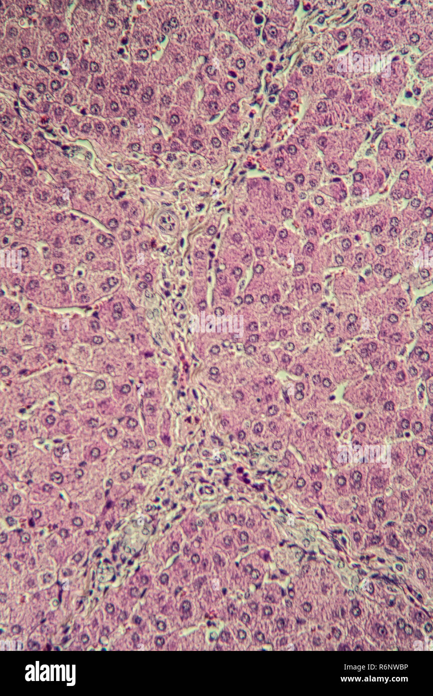 Liver cells microscope hi-res stock photography and images - Alamy