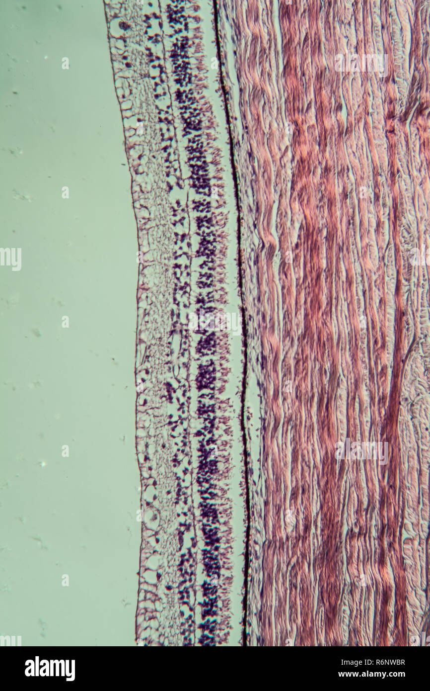 eye pig under the microscope Stock Photo - Alamy