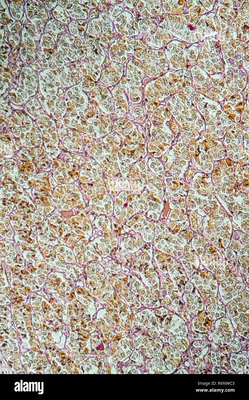 Pituitary Microscope