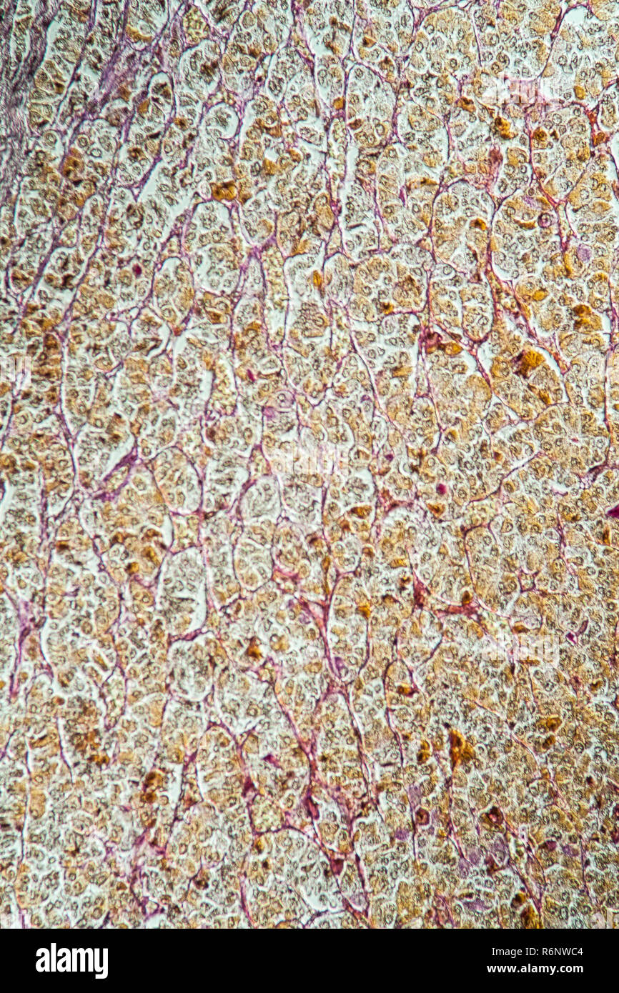 pituitary gland under the microscope Stock Photo - Alamy
