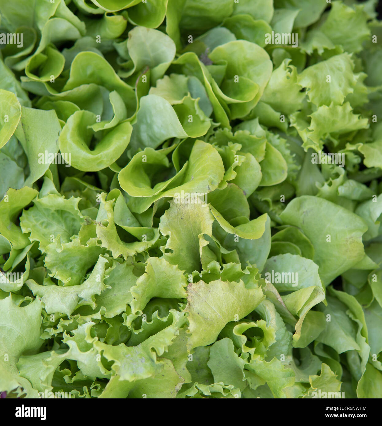 small green lettuce growing inside of a greenhouse Stock Photo - Alamy