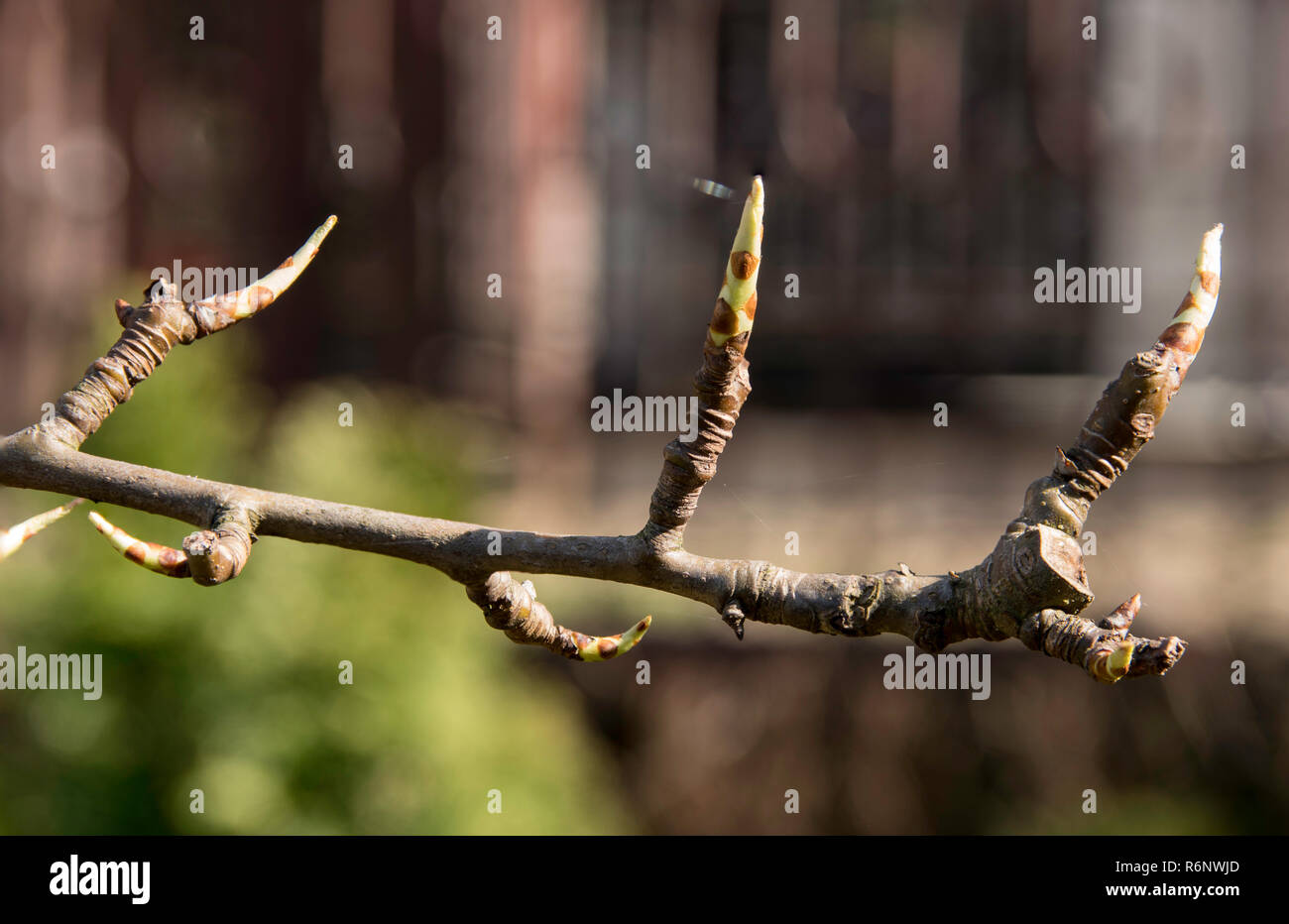 Pineapple buds hi-res stock photography and images - Alamy