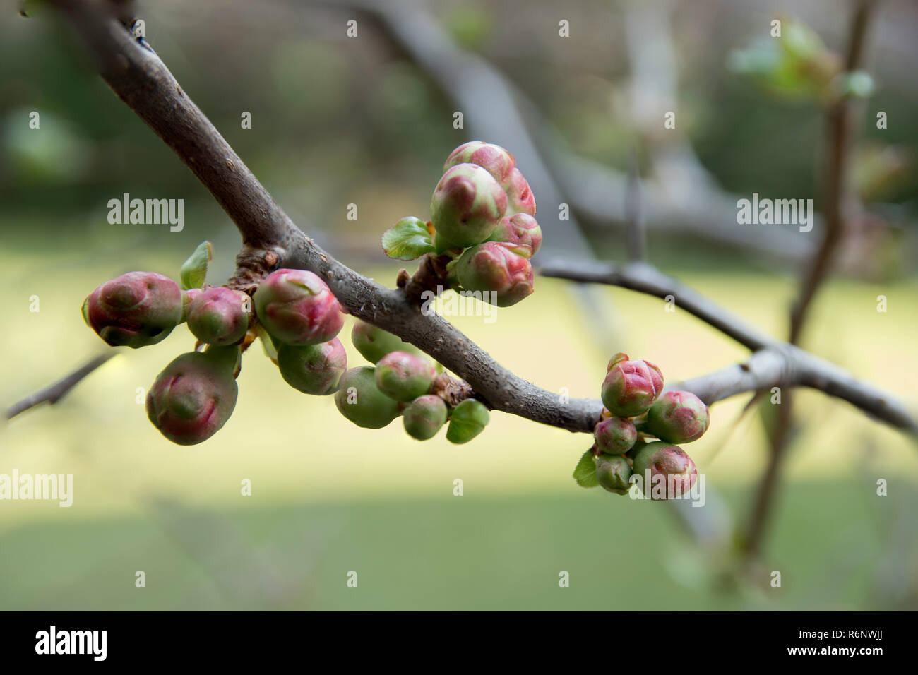 Flowering quince buds hi-res stock photography and images - Alamy