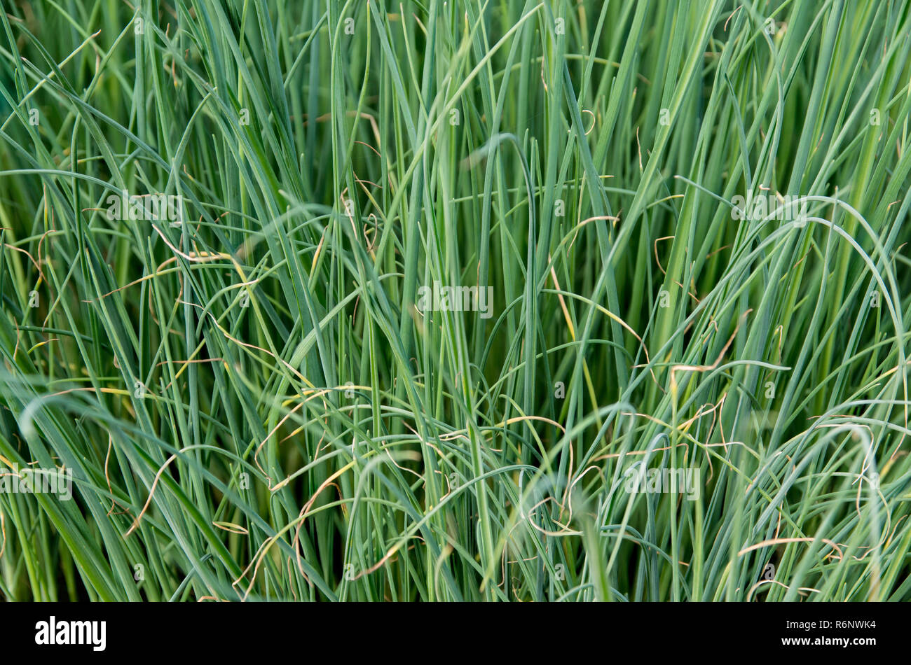 Close up leek box hi-res stock photography and images - Alamy