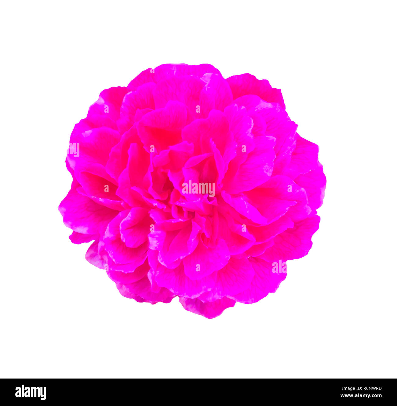 Pink flower isolated on white Stock Photo - Alamy