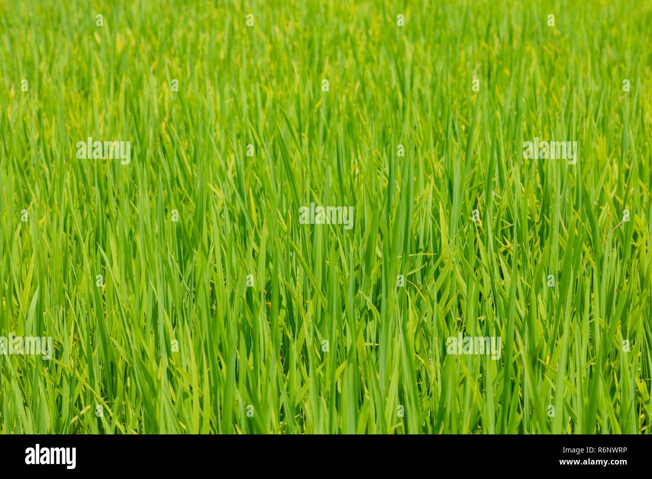 Vibrant green rice growing in a paddy field on a plantation in central ...