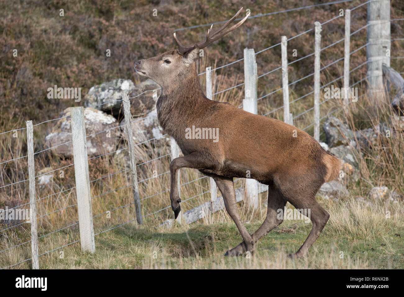 Red deer imperial stag scotland hi-res stock photography and images - Alamy