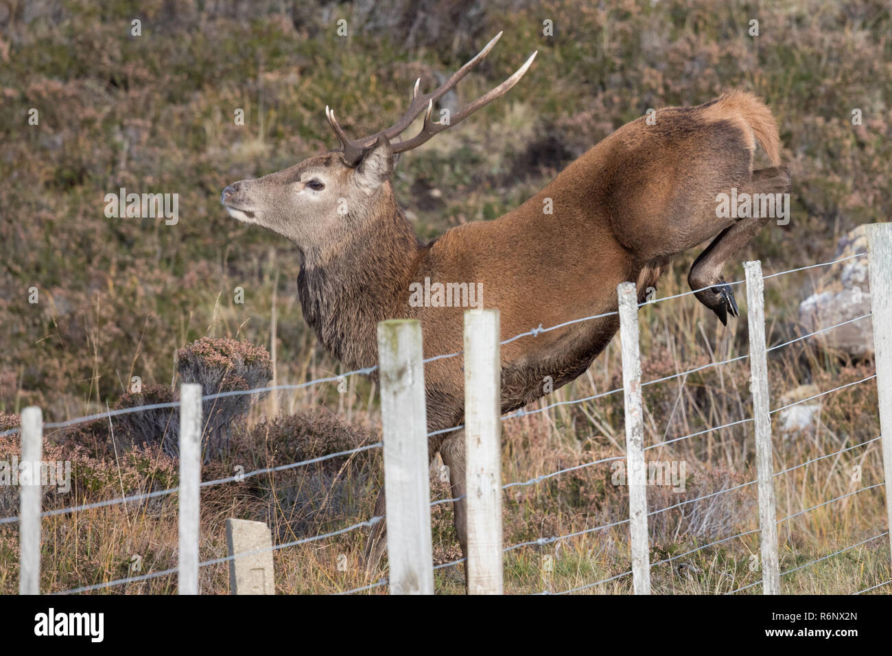 Red deer imperial stag scotland hi-res stock photography and images - Alamy