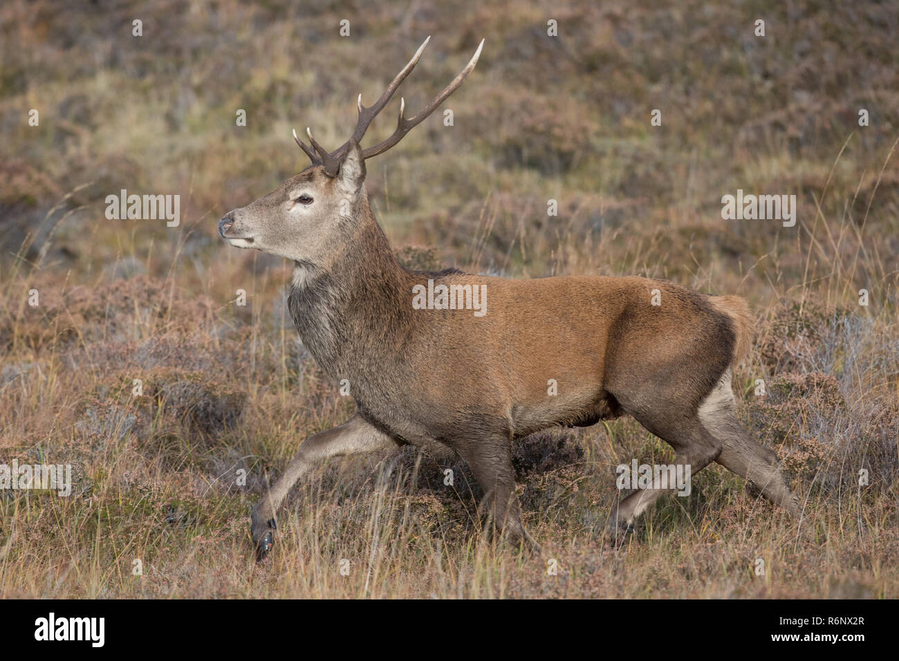 Red deer imperial stag scotland hi-res stock photography and images - Alamy