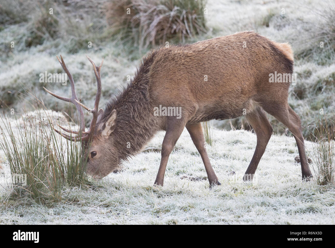 Red deer imperial stag scotland hi-res stock photography and images - Alamy