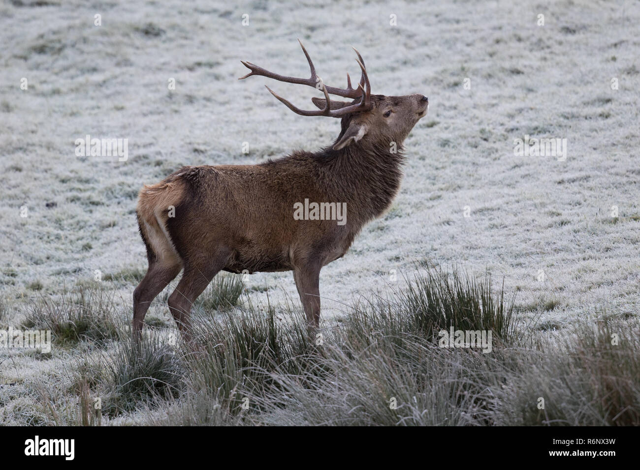 Rutting red deer stags in scotland hi-res stock photography and images ...
