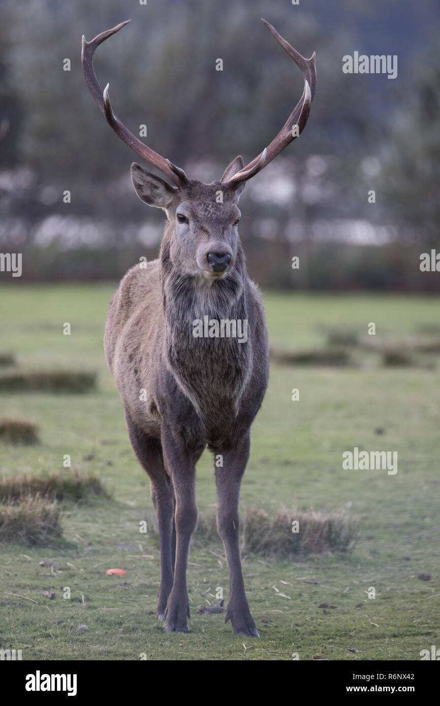 Red deer stag in the Highlands of Scotland Stock Photo - Alamy