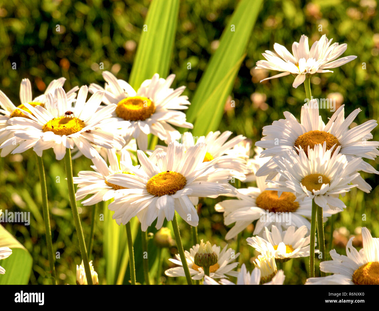 Blumesommer hi-res stock photography and images - Alamy