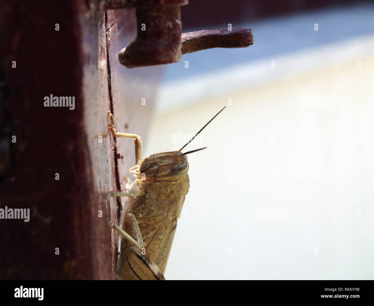 Anacridium aegyptium - Egyptian locust resting on wooden shutter in ...