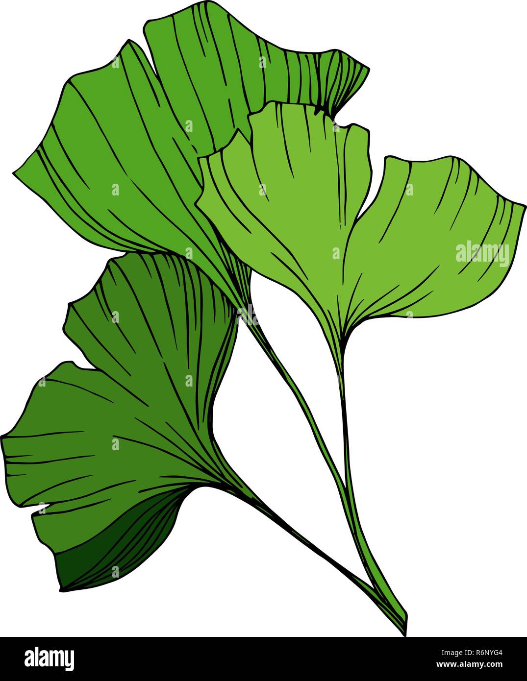 Vector Isolated ginkgo illustration element. Green leaf. Plant ...
