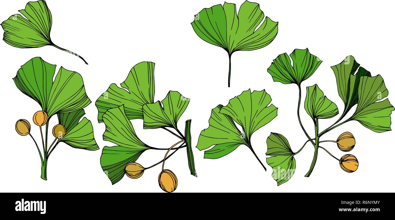 Vector Isolated ginkgo illustration element. Green leaf. Plant ...