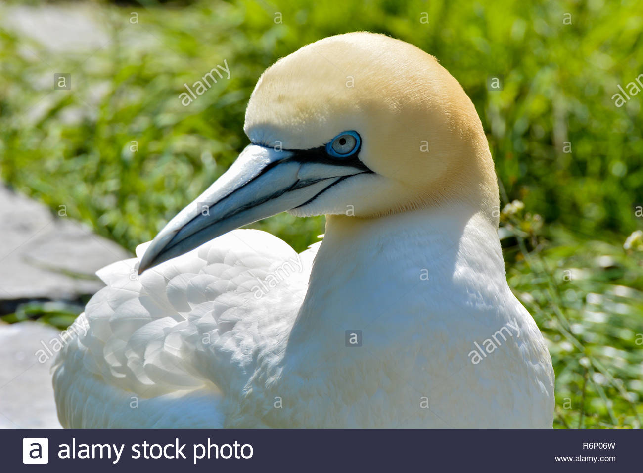Langer Schnabel Stock Photos & Langer Schnabel Stock Images - Alamy