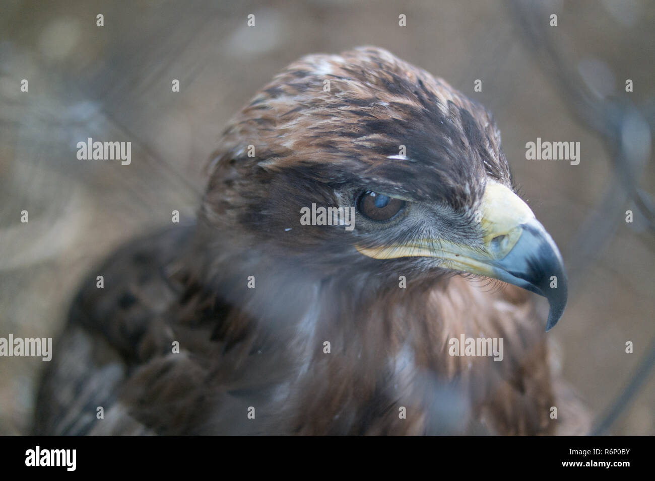 Eagle's head close up behind the zoo cage Stock Photo - Alamy