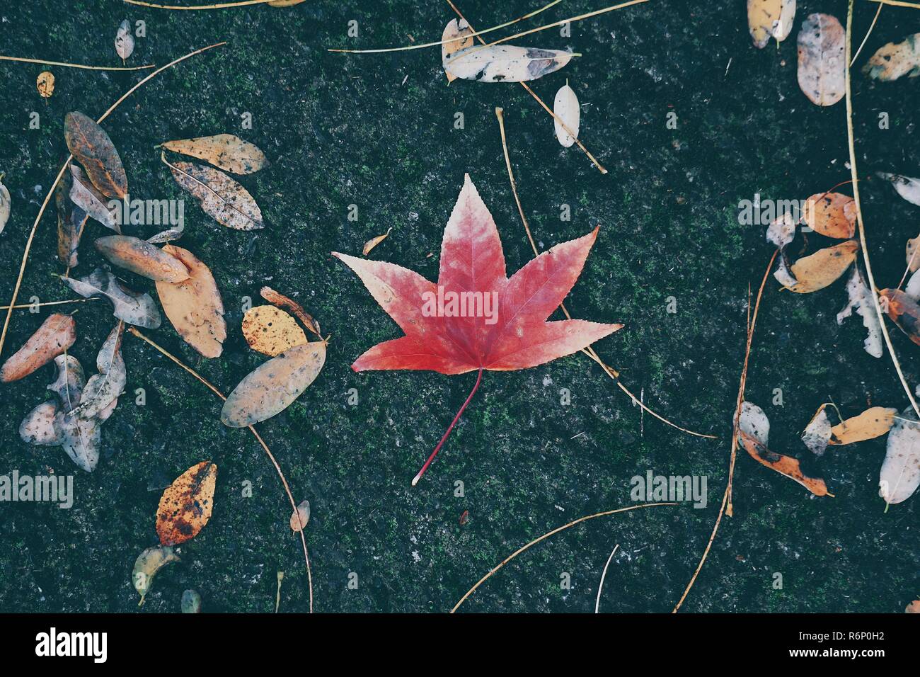 the colorful tree leaves in the nature Stock Photo - Alamy